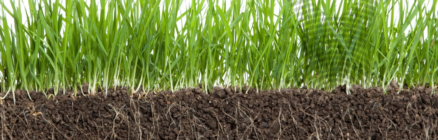 Çfarë duhet bërë për problemet me gjethet? - BAC Online